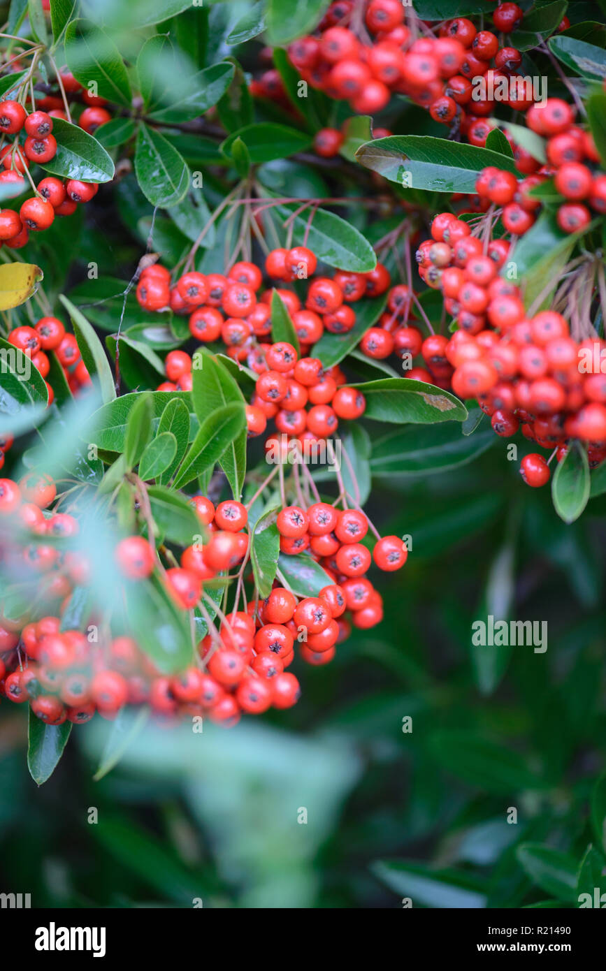 Pyracantha Saphyr Rouge / Red Stock Photo - Alamy