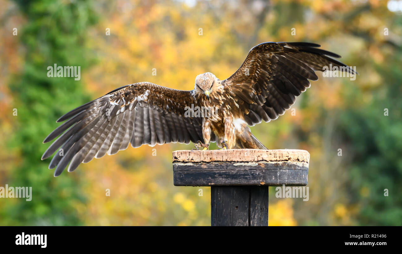 Red kite landing hi-res stock photography and images - Alamy
