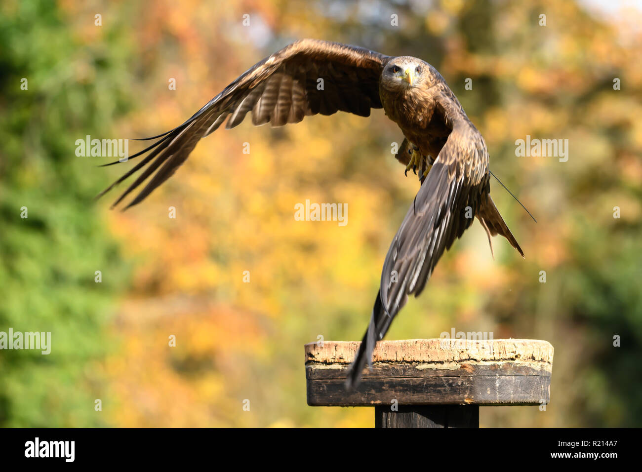 Flying bird isolated hi-res stock photography and images - Alamy