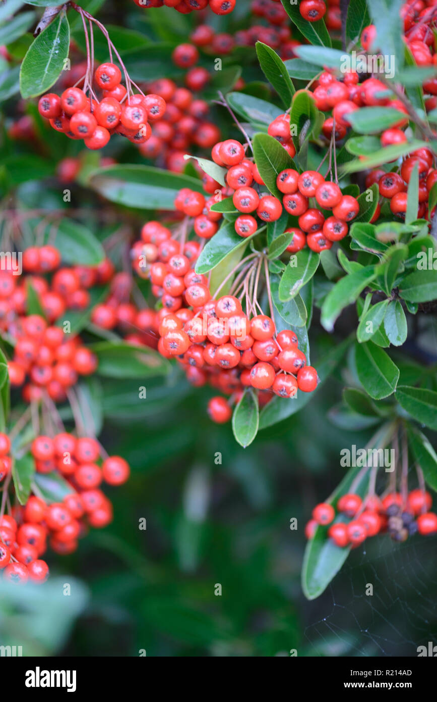 Pyracantha Saphyr Rouge / Red Stock Photo - Alamy