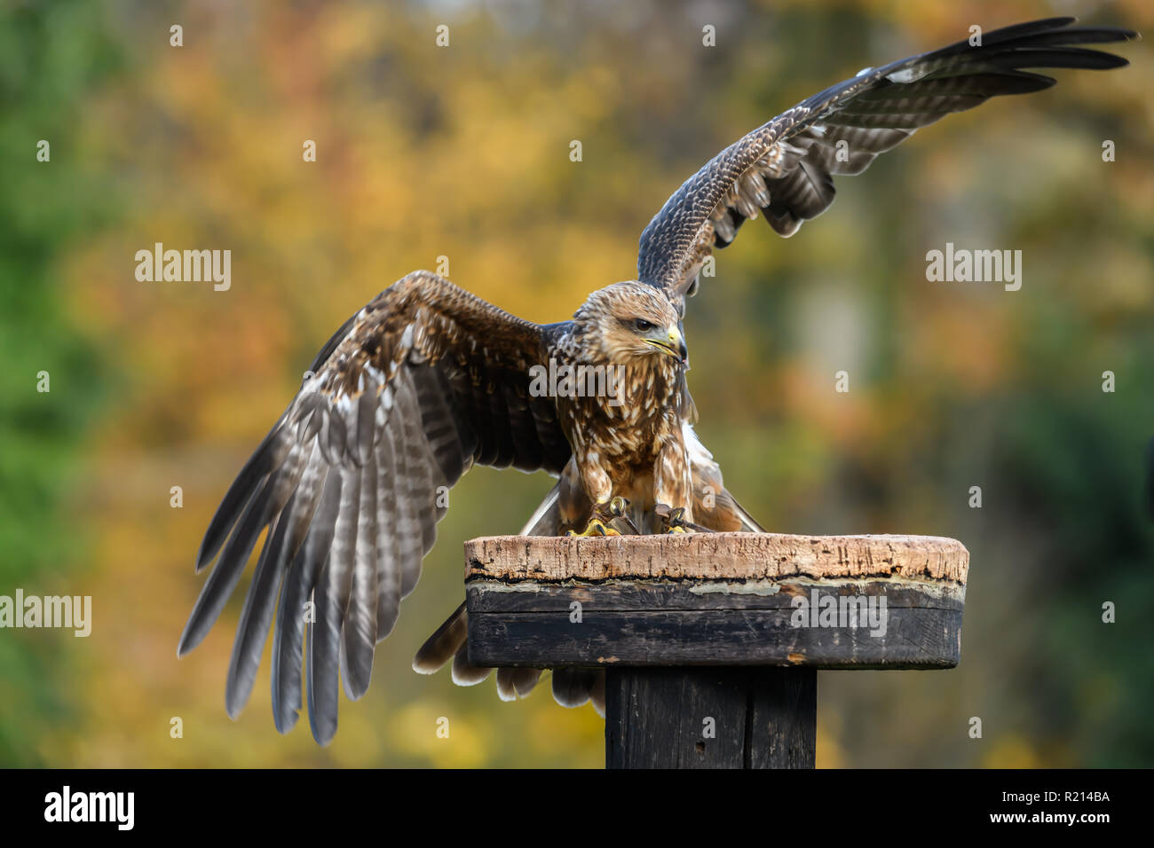 Dynamic bird of prey hi-res stock photography and images - Alamy