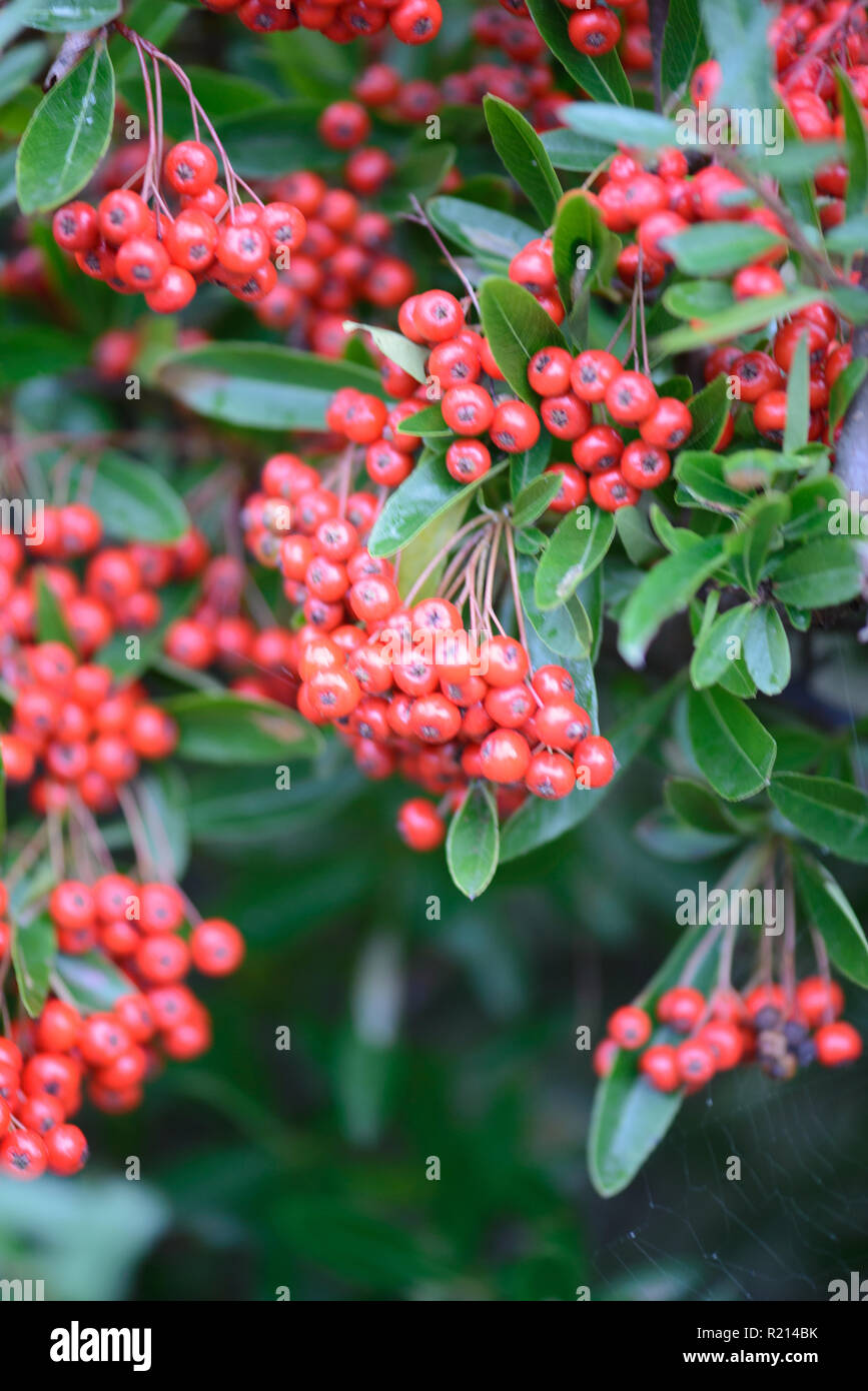 Pyracantha Saphyr Rouge / Red Stock Photo - Alamy