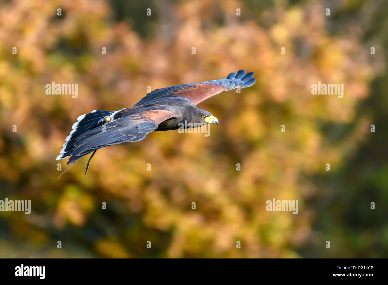 Harris Hawk landing on a perch Stock Photo - Alamy