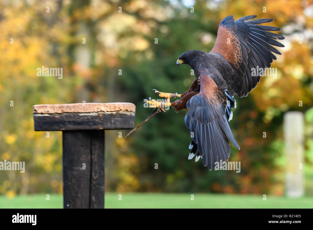 Harris Hawk landing on a perch Stock Photo - Alamy