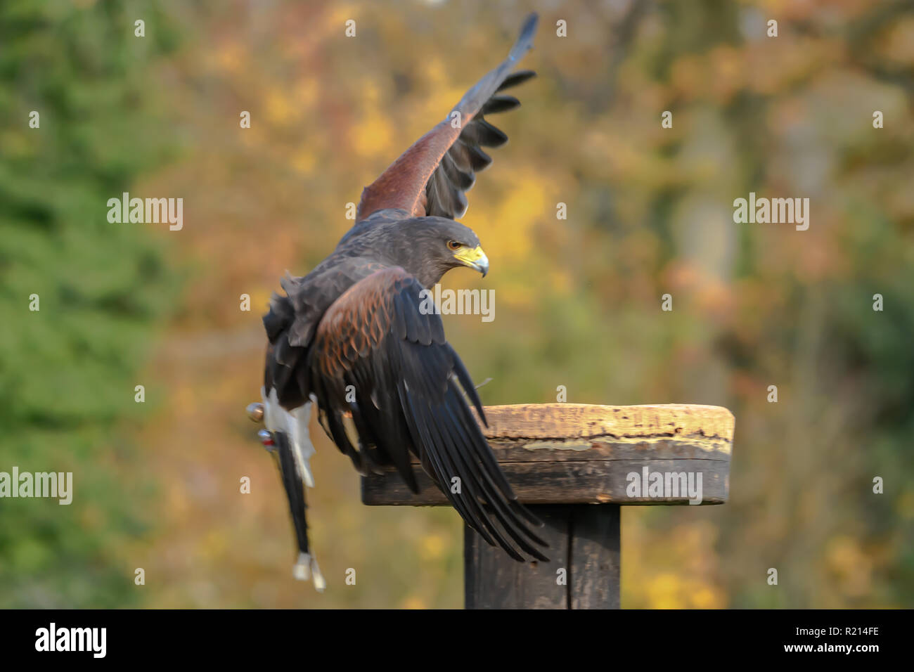 Harris Hawk landing on a perch Stock Photo - Alamy