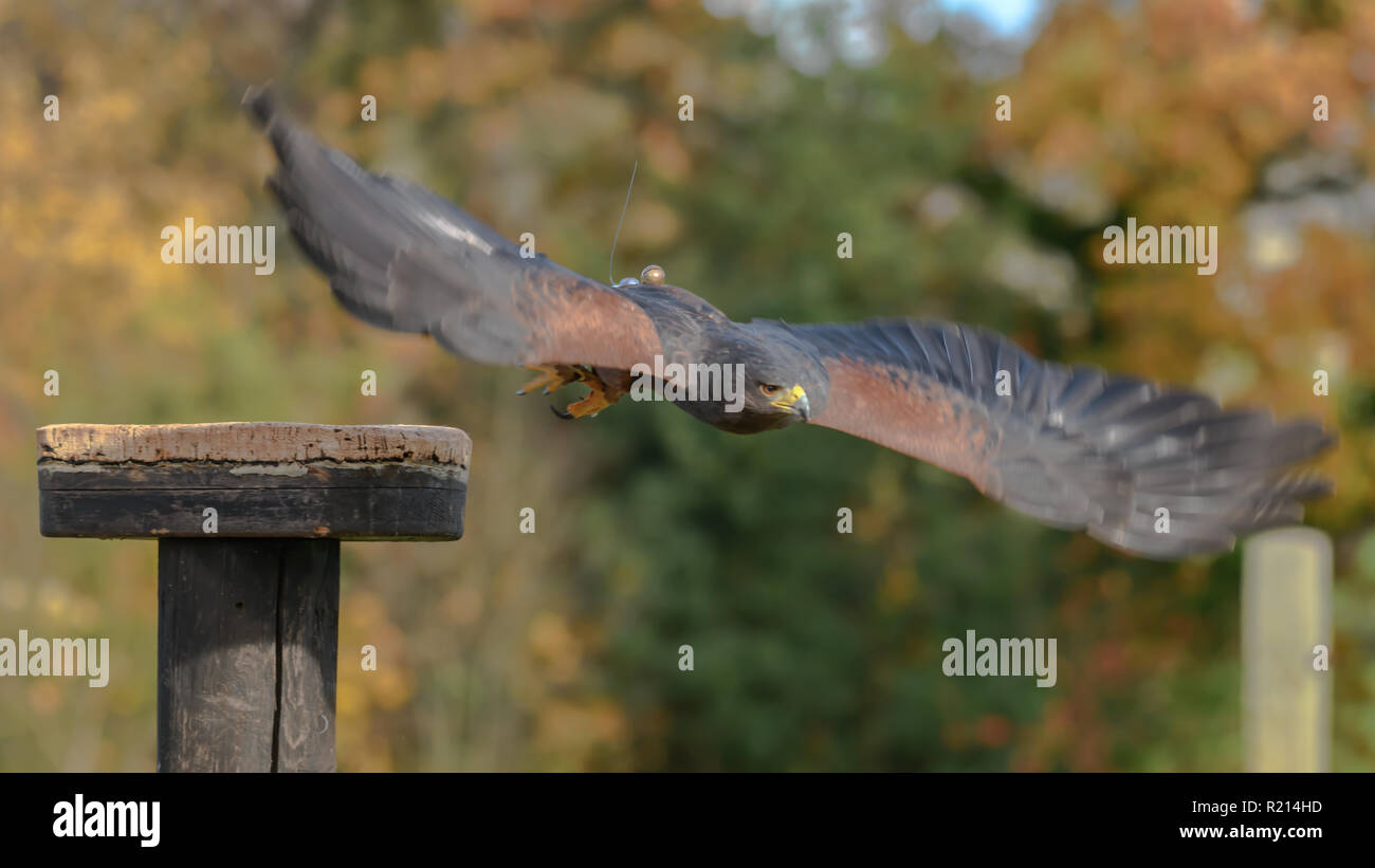 Harris Hawk landing on a perch Stock Photo - Alamy