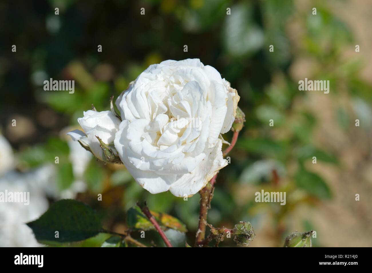 Rose White Patio Stock Photo - Alamy