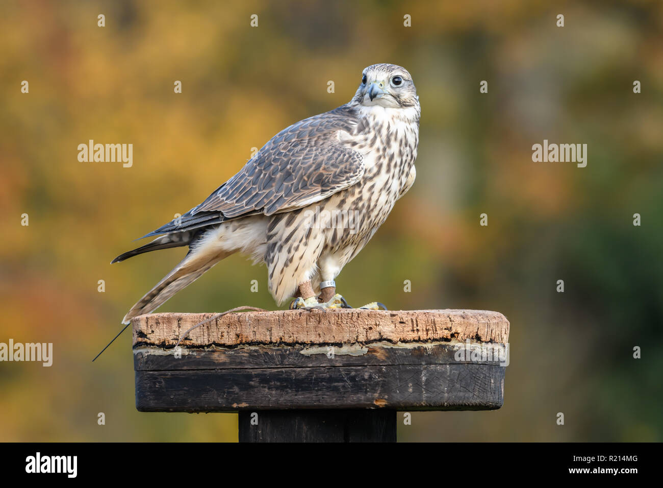 Flying peregrin falcon hi-res stock photography and images - Alamy