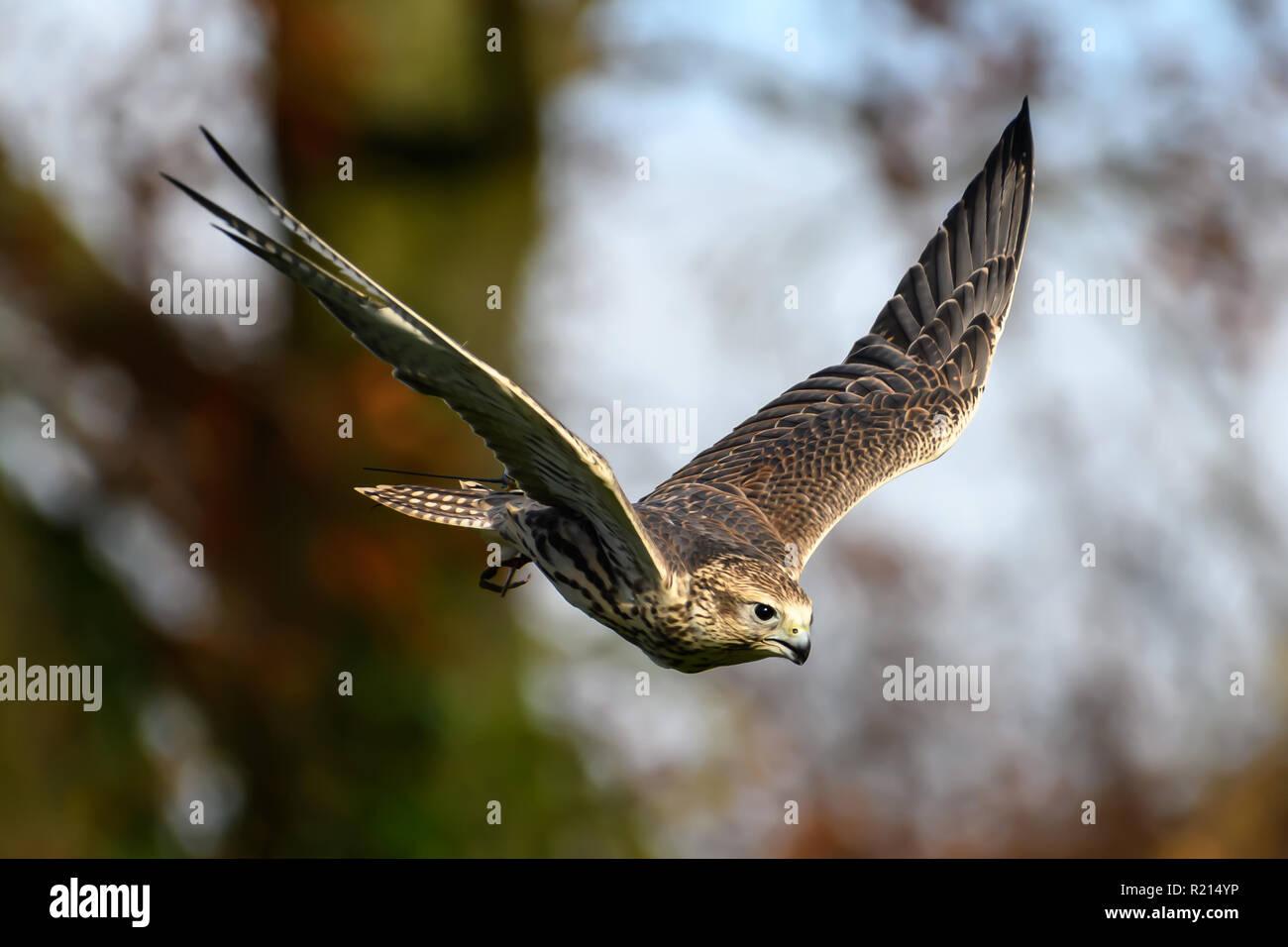 Diving Falcon High Resolution Stock Photography and Images - Alamy