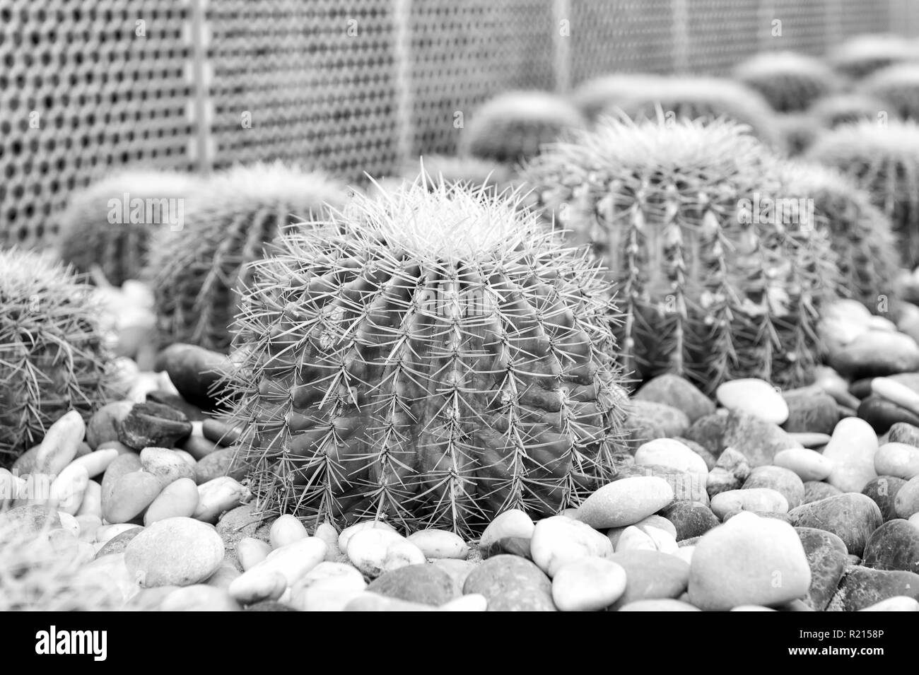 cactus. Succulent plants with thorny spines. Cacti cactus grow on ...