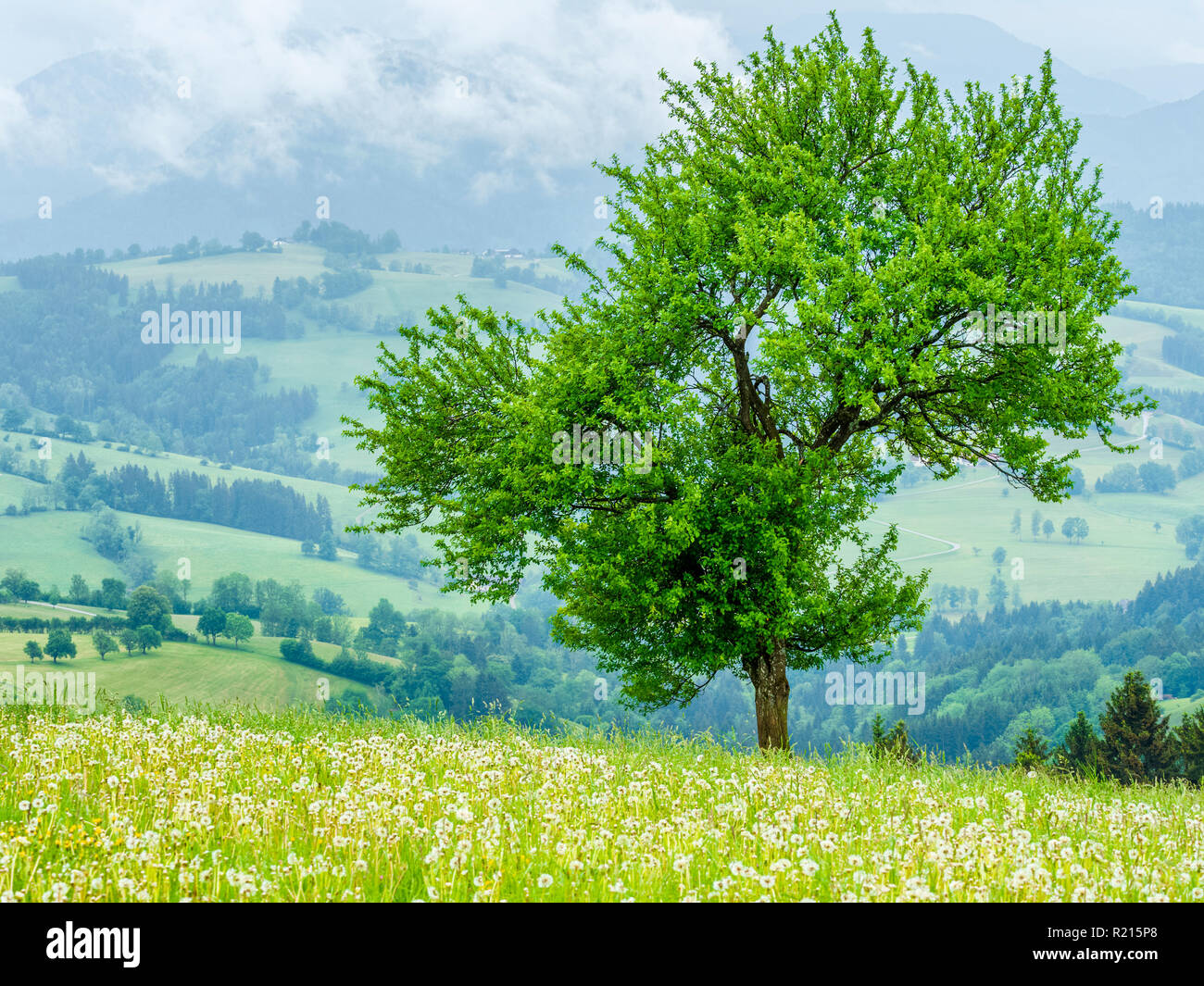 Alps in mostviertel region hi-res stock photography and images - Alamy