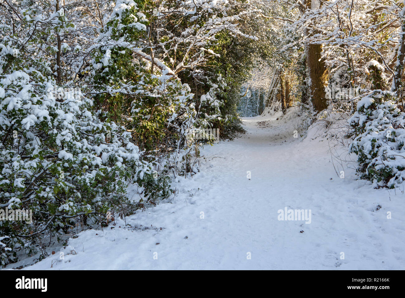Winter view of woodland path with track and trees covered with snow ...