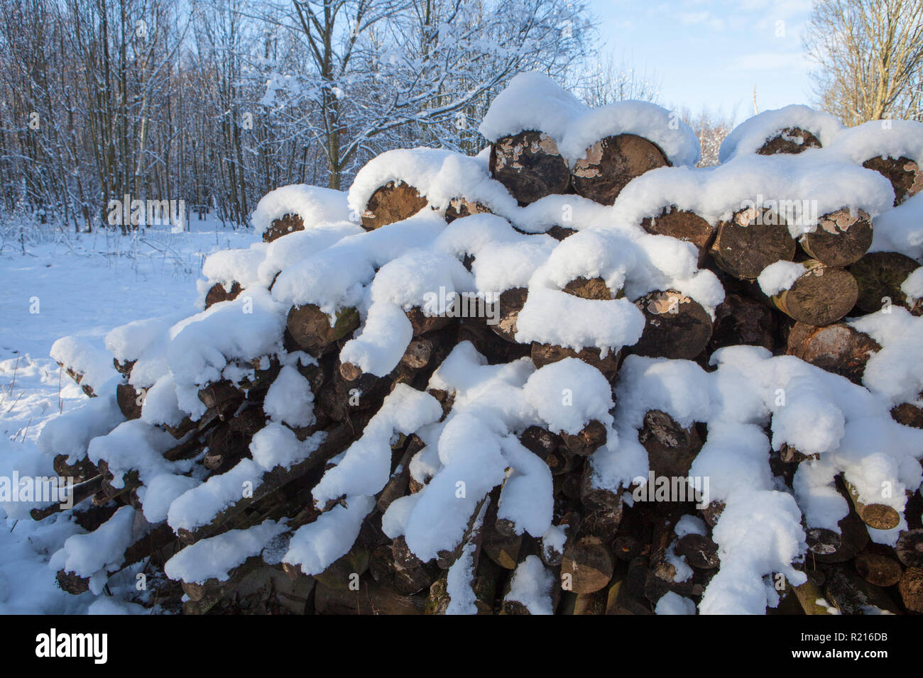 Snow covered pile of logs in woodland Stock Photo - Alamy