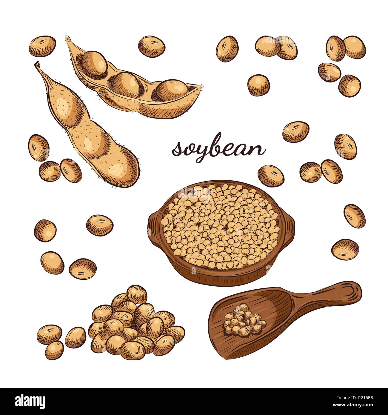 Soybean plant botanical Stock Vector Images - Alamy