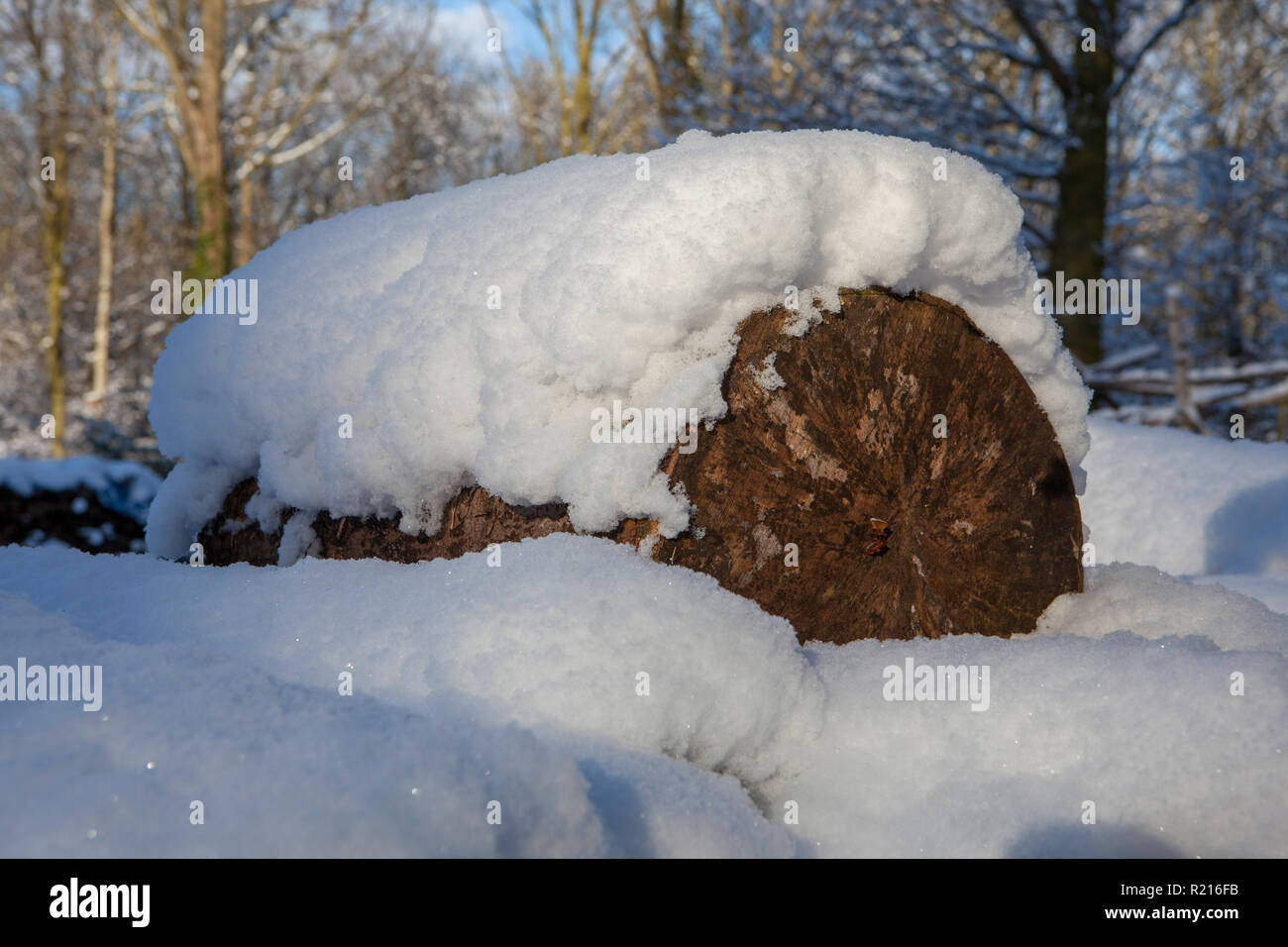 Snow covered log Stock Photo - Alamy