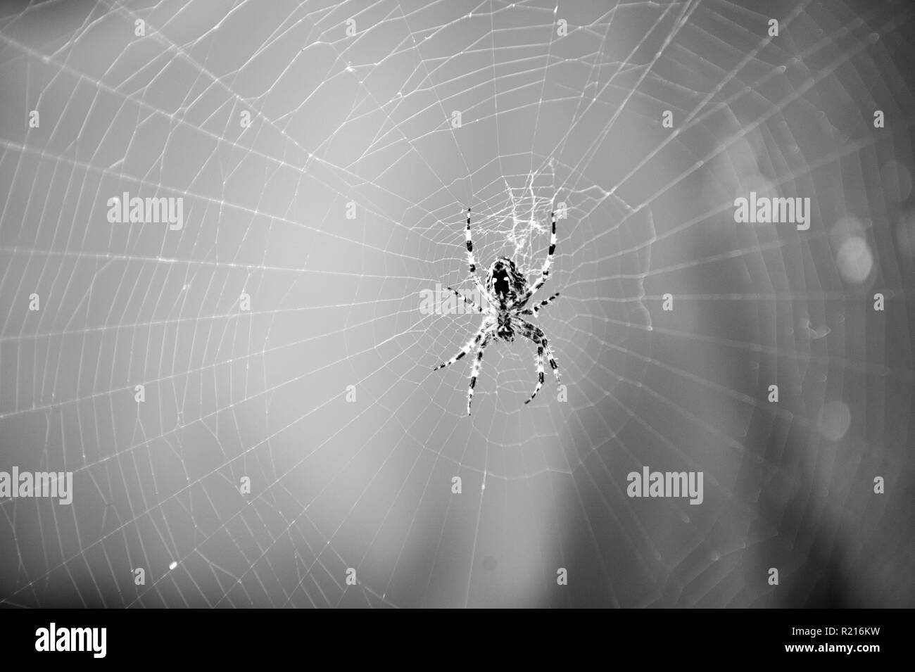 Spider spinning web in nature on blurred blue background. Arachnid ...