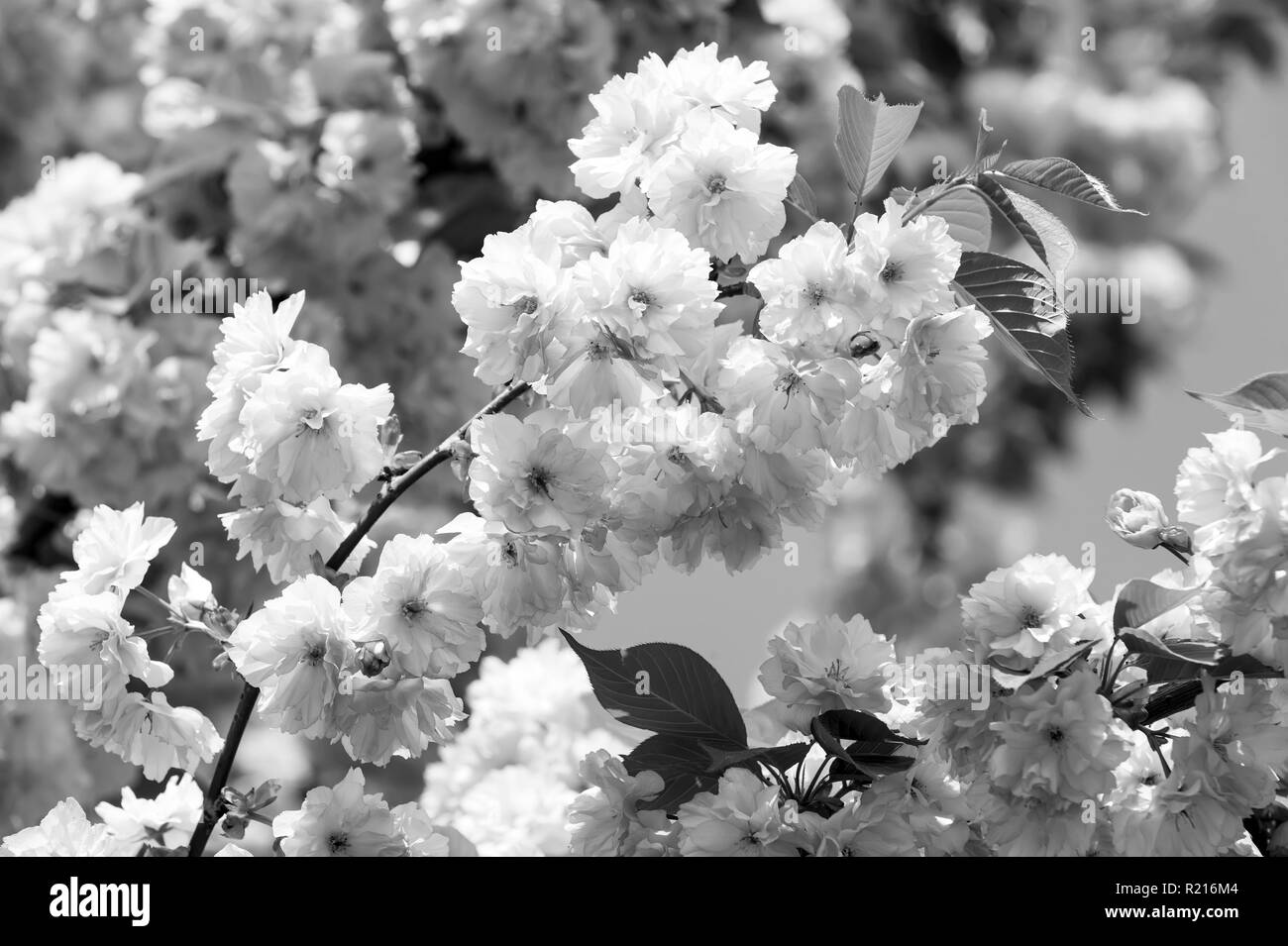 Pink flowering tree in Black and White Stock Photos & Images - Alamy