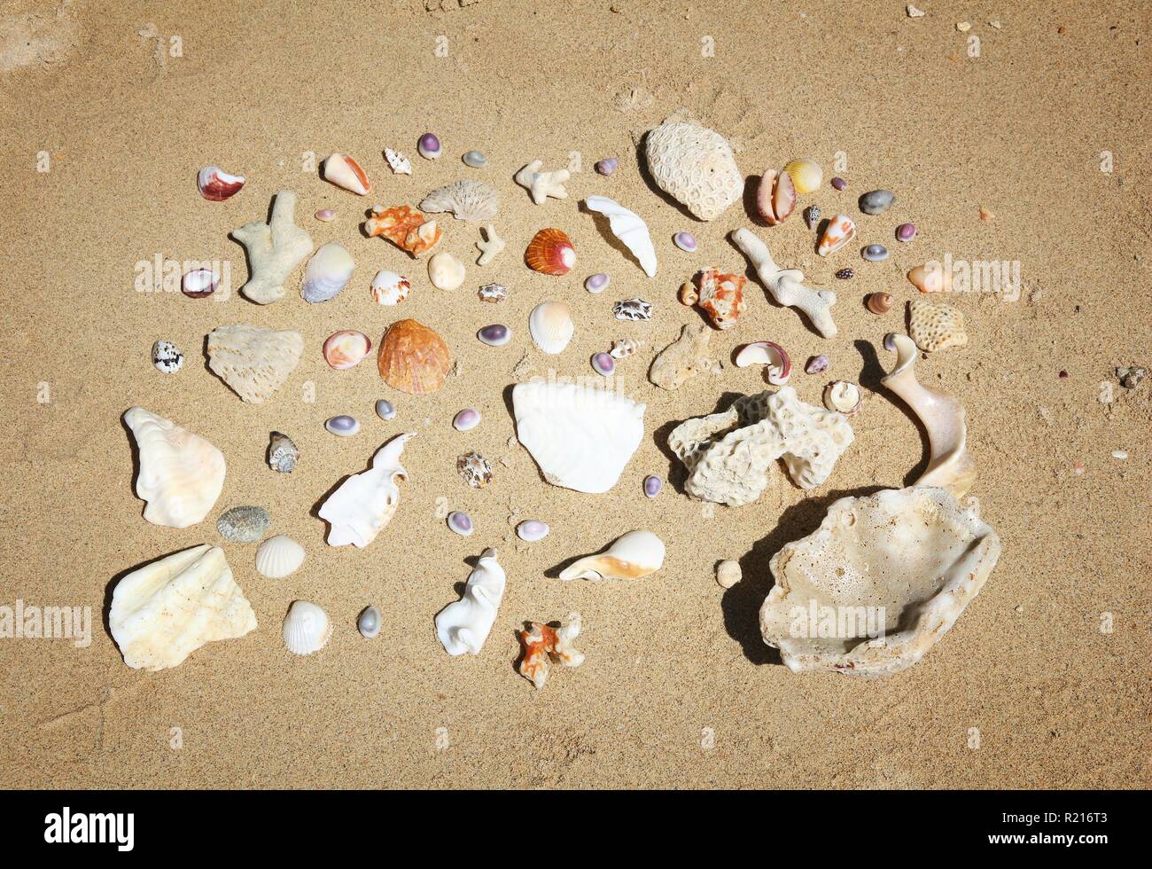 Beach treasure collection in Philippines - cowries, sea shells, coral ...