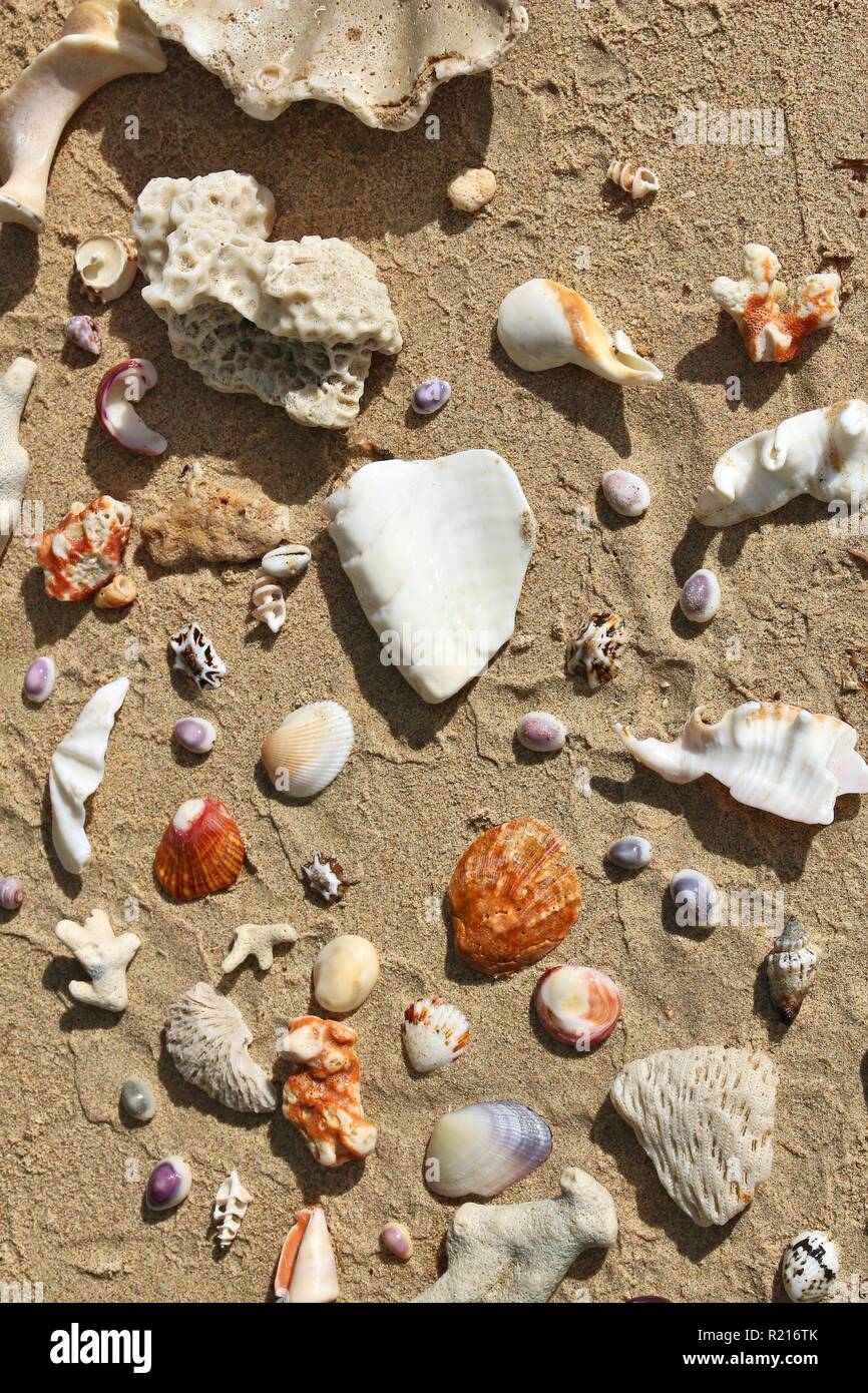 Beach treasure collection in Philippines - cowries, sea shells, coral ...