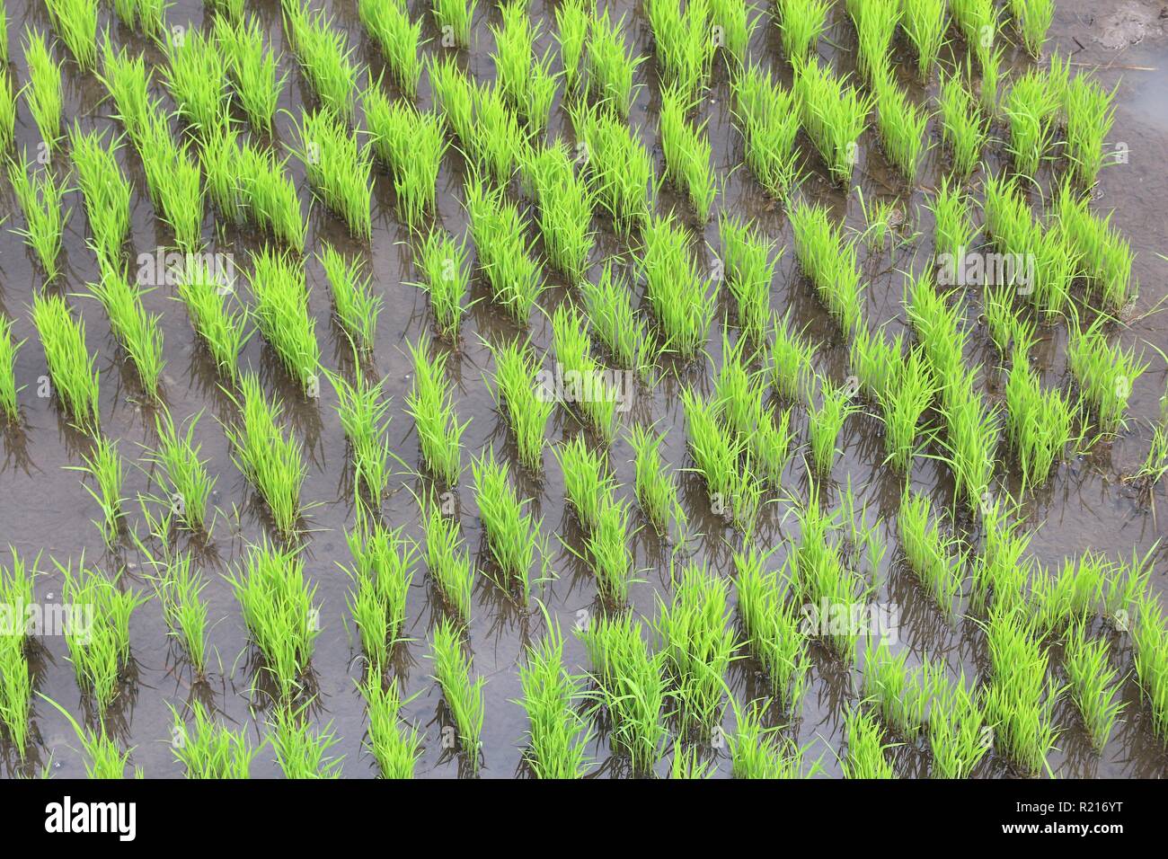 Green rice seedlings field - green rice paddy in Batad, Philippines ...
