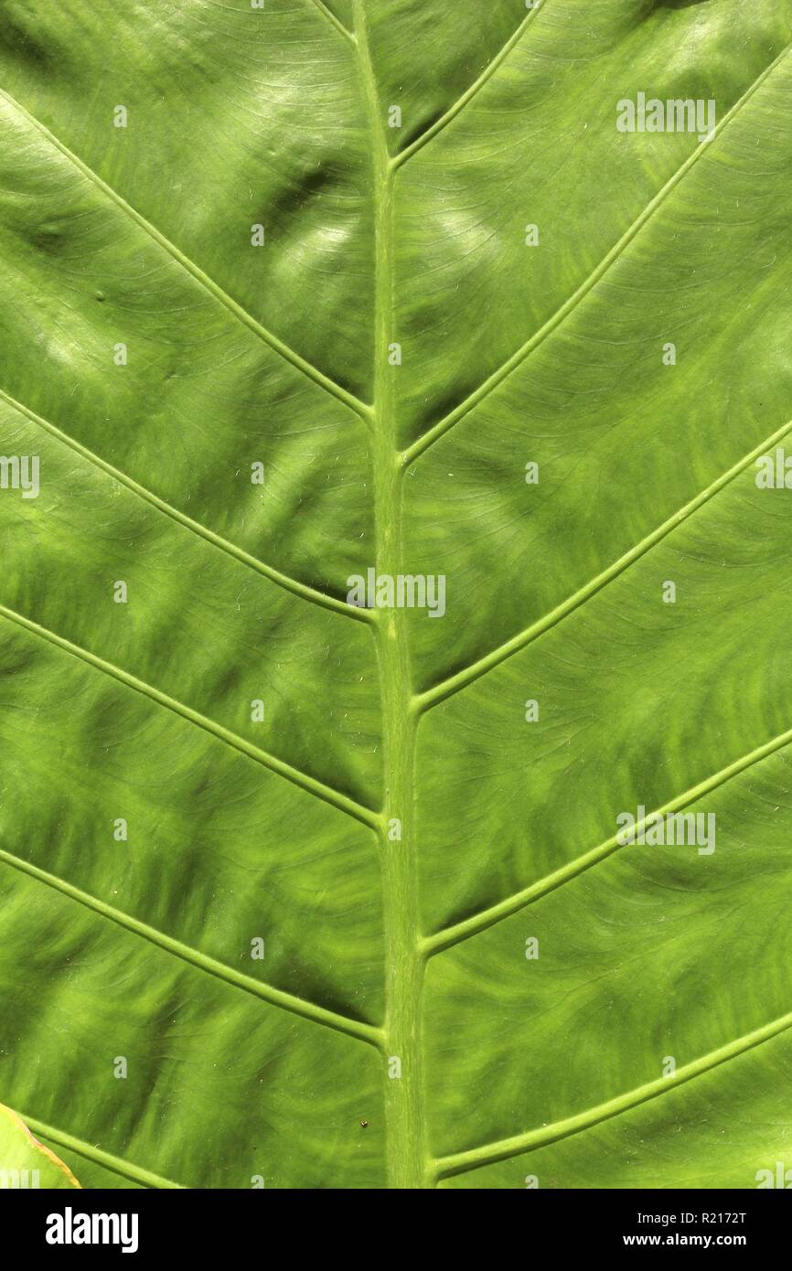 Green leaf background - large plant leaf in Philippines Stock Photo - Alamy