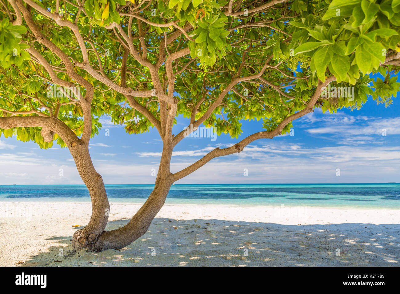 Maldives sea tree hi-res stock photography and images - Alamy