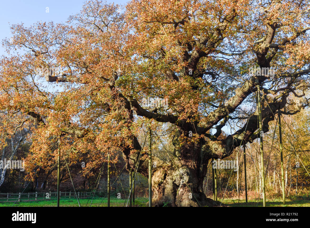 Sherwood Forest 2 Bedroom New Style Executive Lodge At Center Parcs