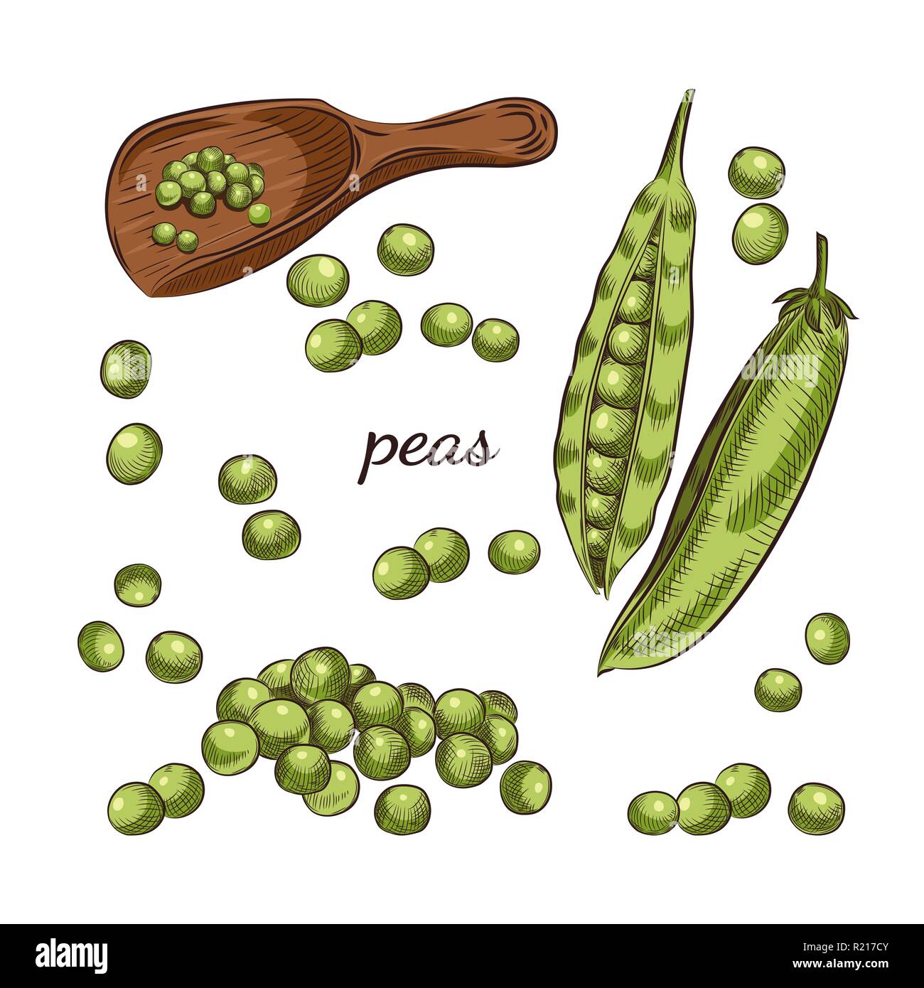 Pinto beans illustration hi-res stock photography and images - Alamy