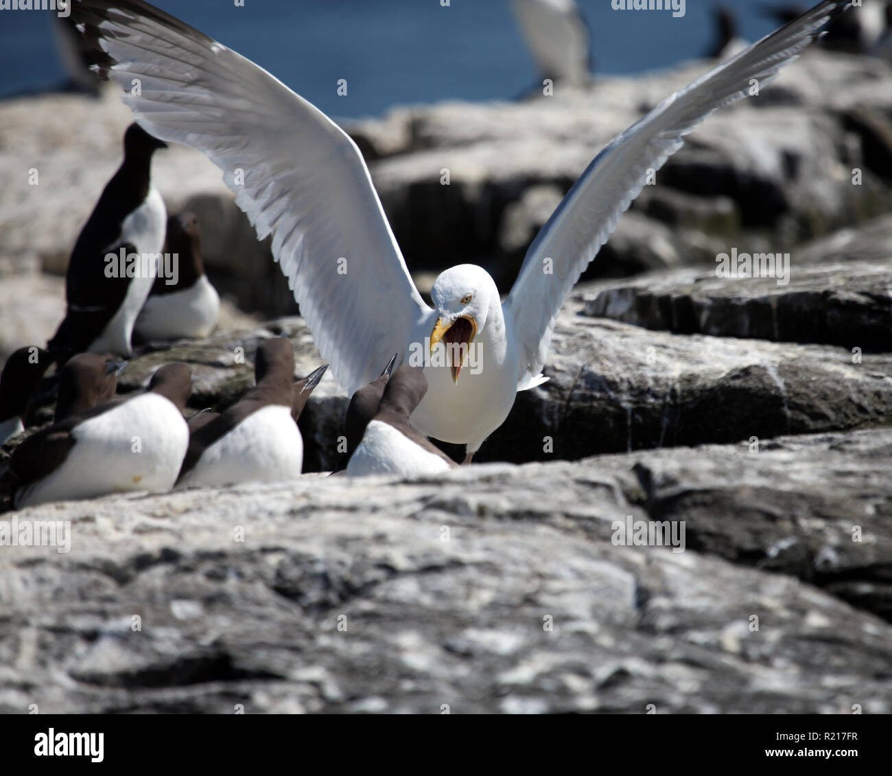 Birds defending nests hi-res stock photography and images - Alamy