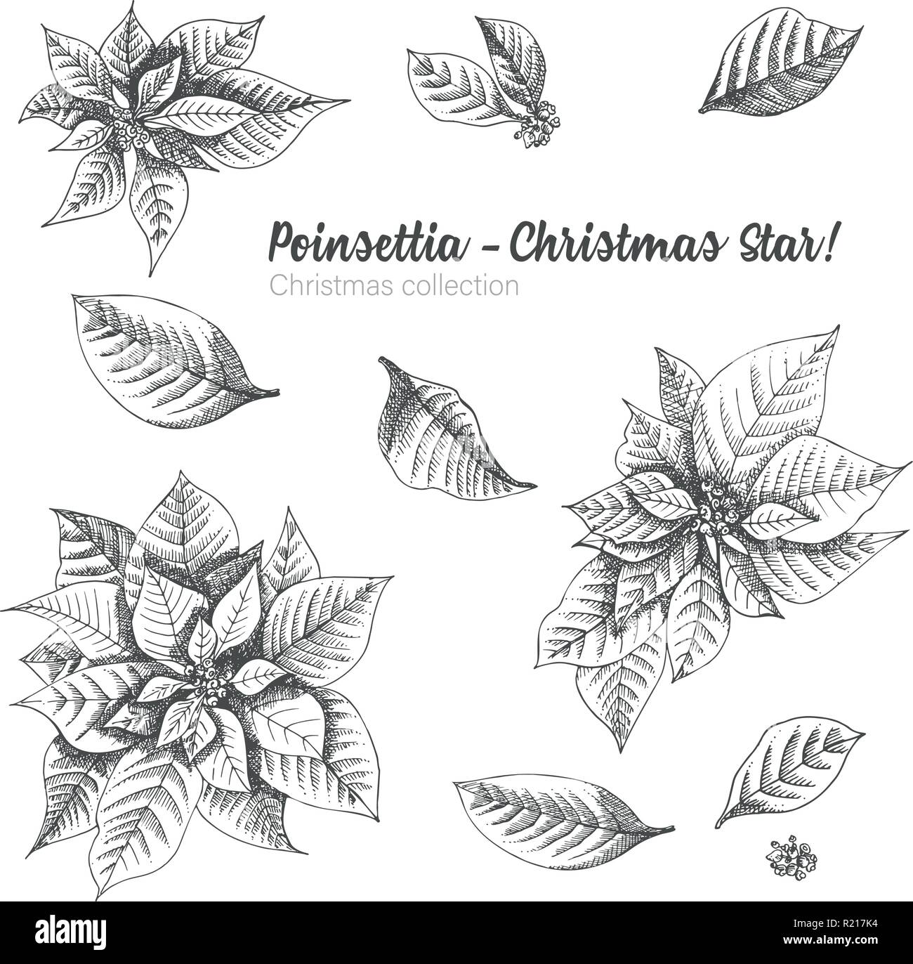 Set of hand drawn sketch Christmas poinsettia flowers. Vintage style ...