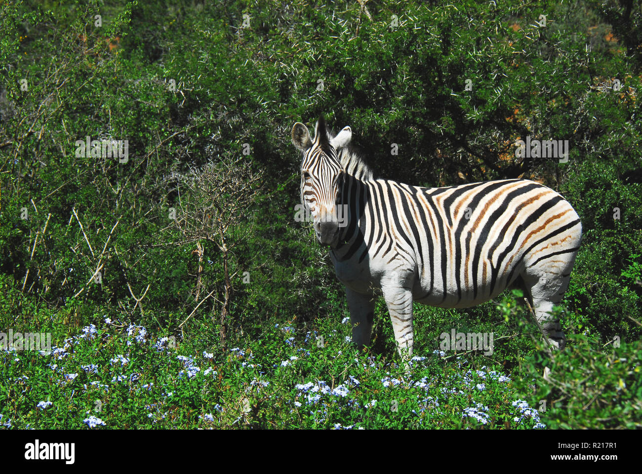 Zebra flowers hi-res stock photography and images - Alamy