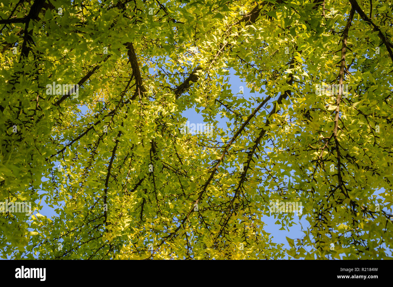 Canopy trees hi-res stock photography and images - Alamy