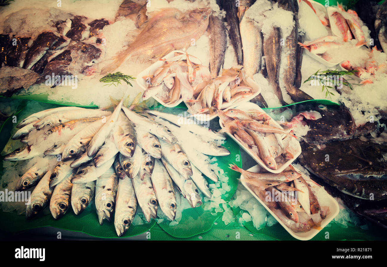 Grenadier fish in the ocean hi-res stock photography and images - Alamy