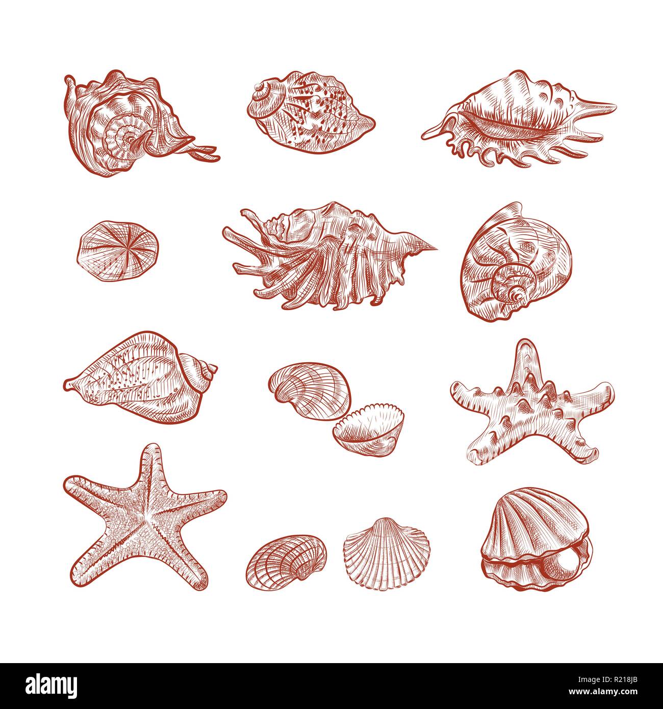 Decorative sea shells on Stock Vector Images - Alamy