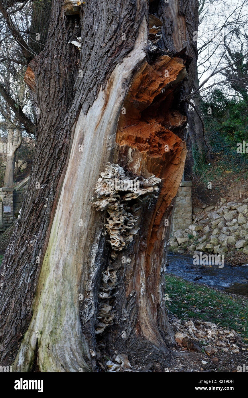 Diseased tree destroyed by fungus Stock Photo - Alamy