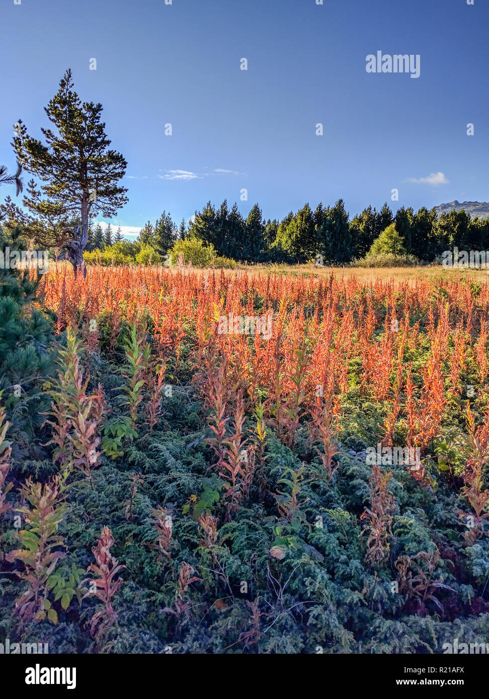 The magical colors of autumn - beautiful fall image from the forest of ...