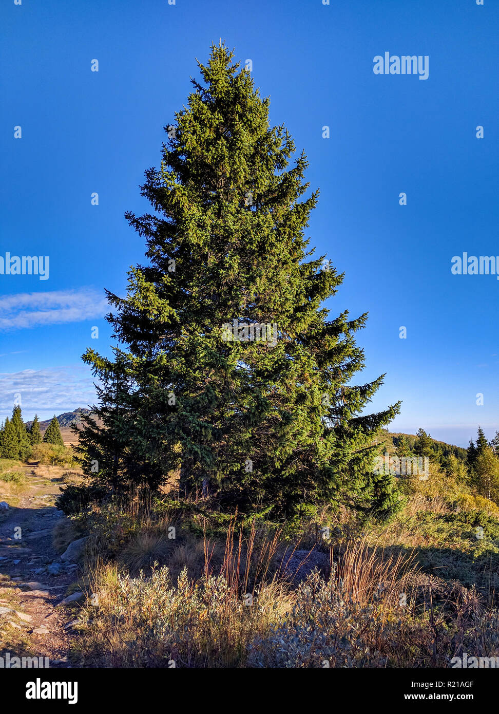 The magical colors of autumn - beautiful fall image from the forest of ...