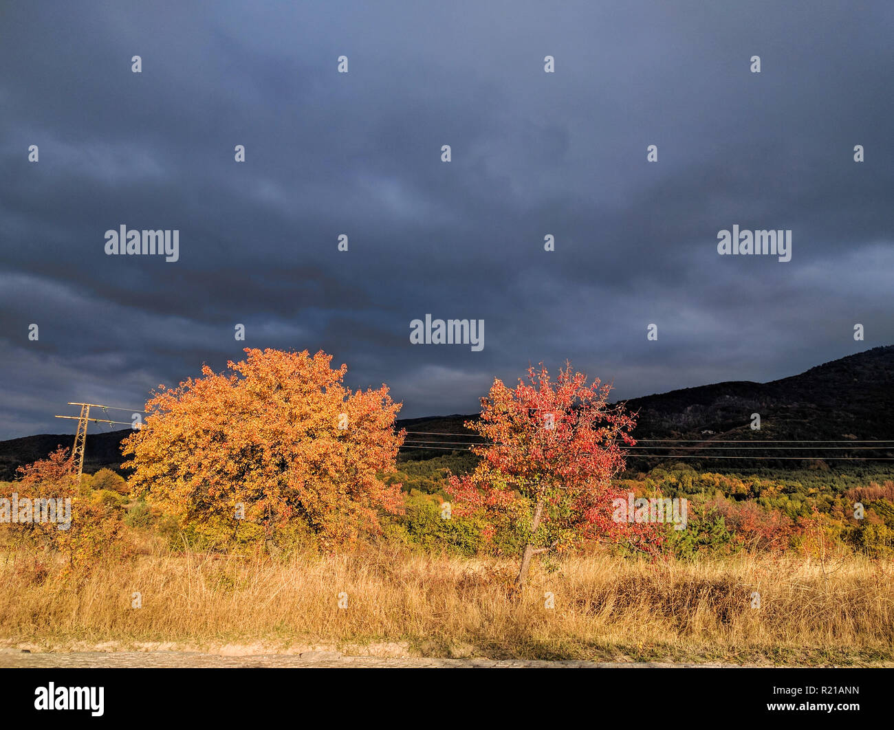 The magical colors of autumn - beautiful fall image from the forest of ...