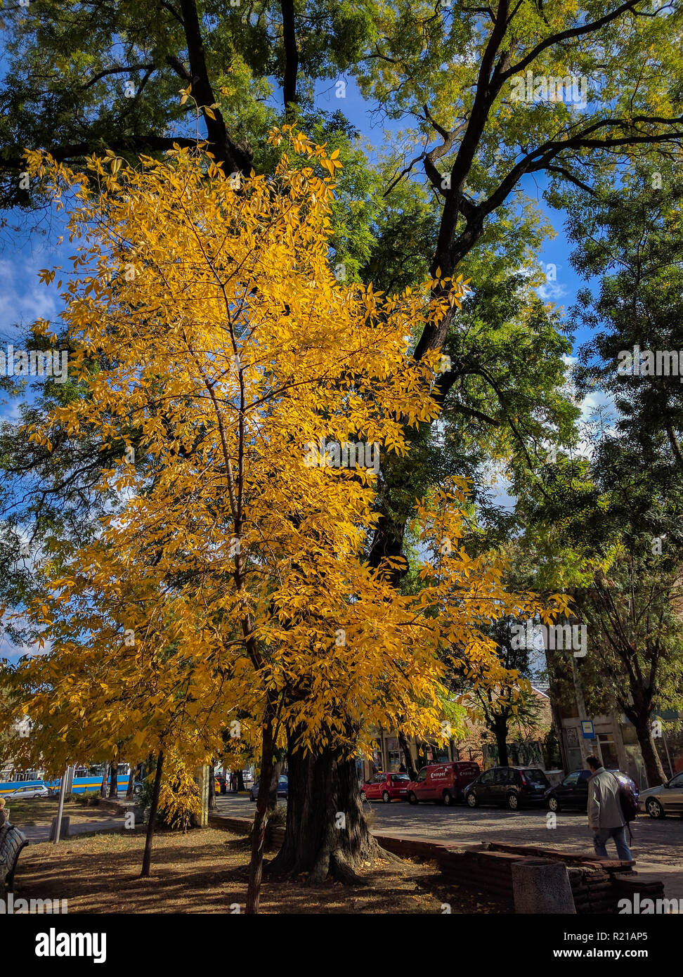 The magical colors of autumn - beautiful fall image from the forest of ...