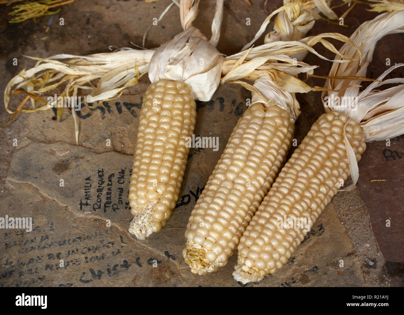 Ears of sacred white corn left be worshippers at El Santuario de ...