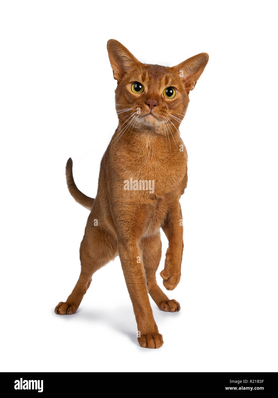 Cat Front View Standing