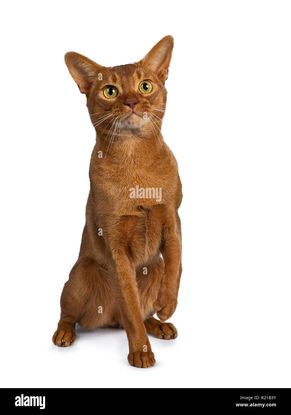 Handsome excellent young sorrel Abyssinian male cat sitting straight up ...