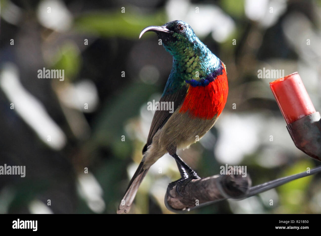 Greater double collared sunbird hi-res stock photography and images - Alamy