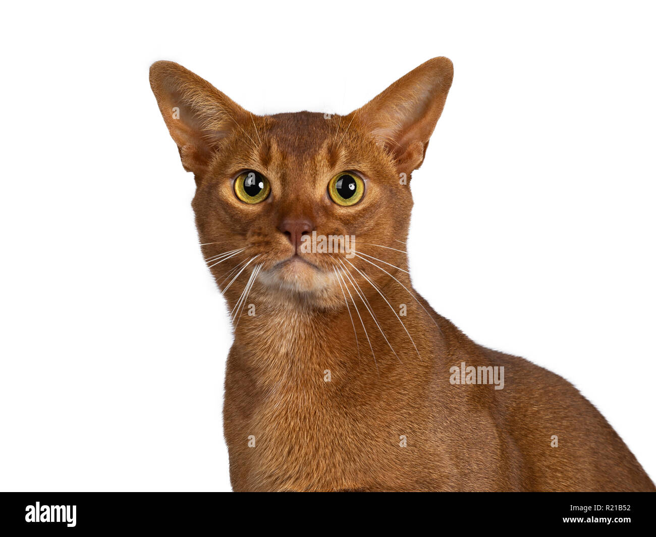 Head shot of handsome excellent young sorrel Abyssinian male cat ...