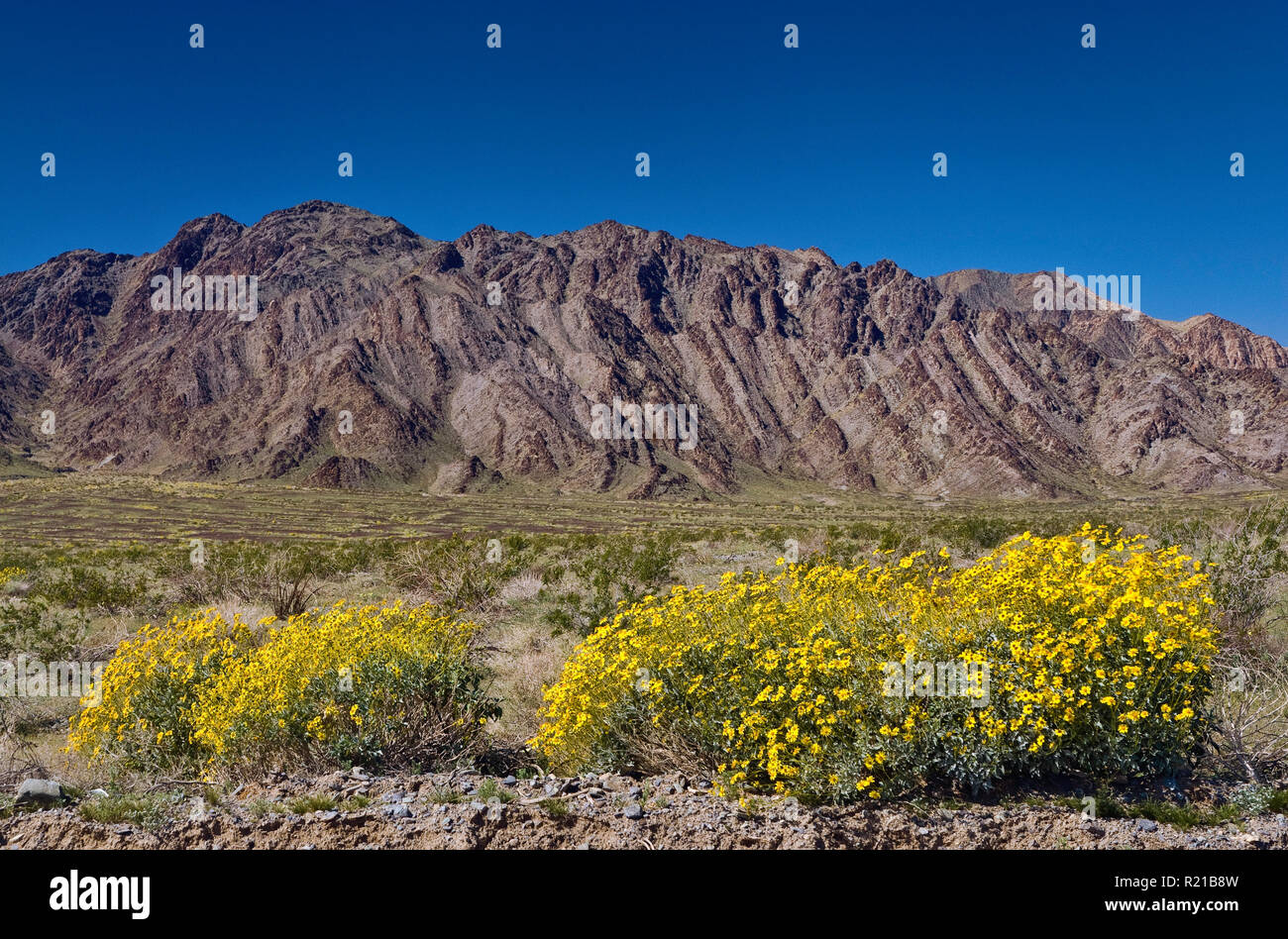 Colorado desert hi-res stock photography and images - Alamy