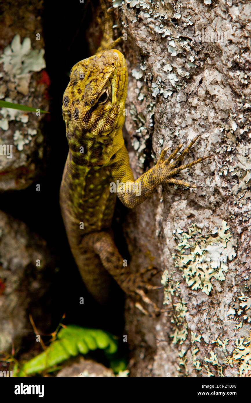 Rail lizard hi-res stock photography and images - Alamy