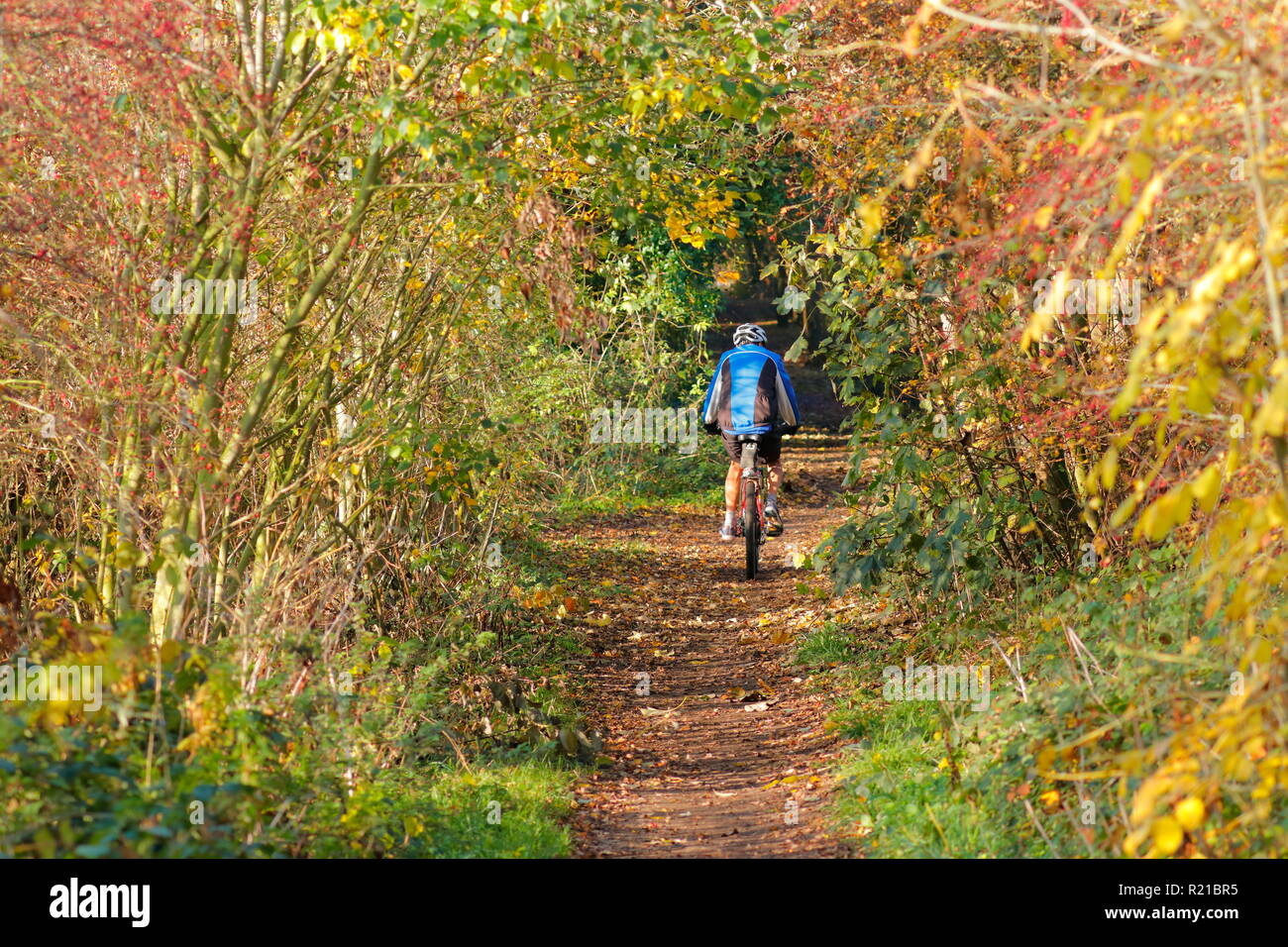 A cyclist rides along a scenic woodland footpath in Swillington , Leeds ...