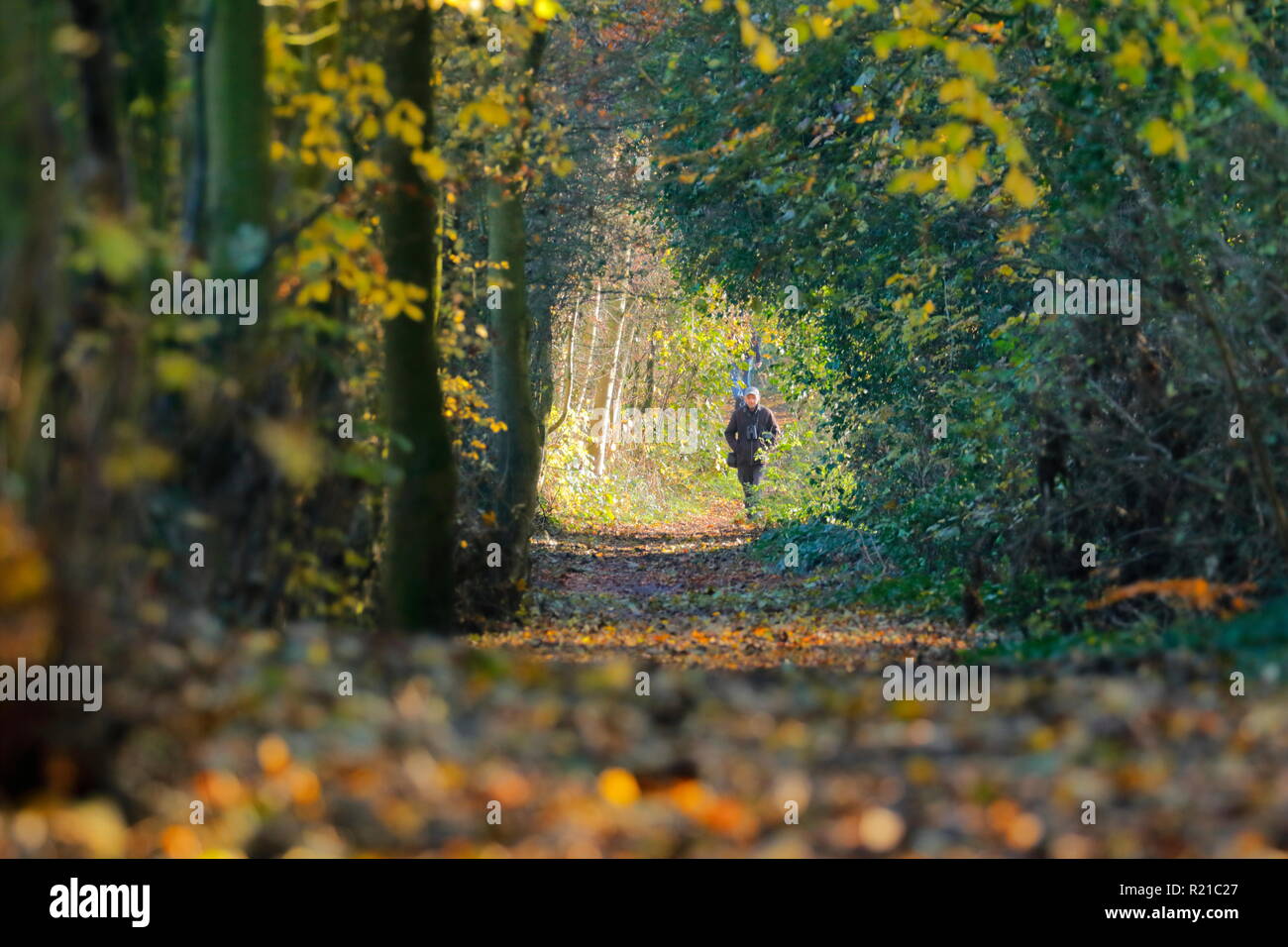 A man walking along a beautiful woodland footpath in Swillington, Leeds ...
