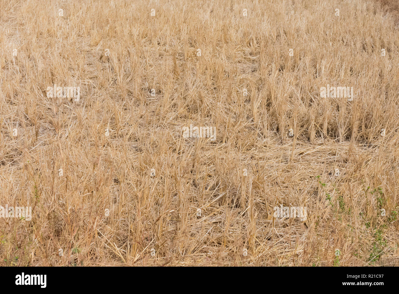 Indian paddy straw at close view looking awesome in a indian paddy ...
