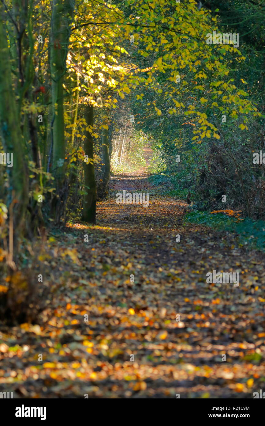 A beautiful woodland footpath in Swillington, Leeds Stock Photo - Alamy